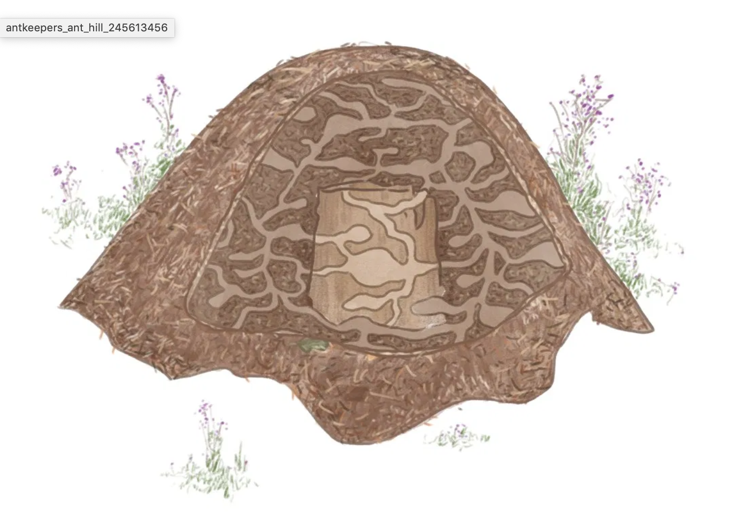 How to Look at an Ant Hill – Studies in Visual Cultures – ENG 705